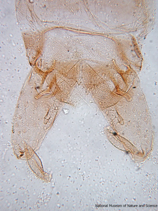 Images | Type Specimen Database