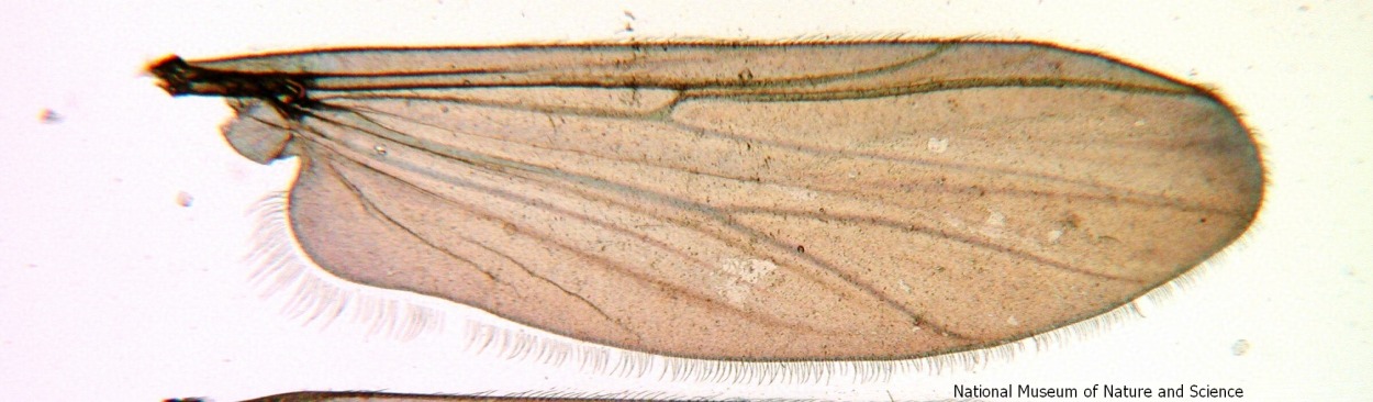 Images | Type Specimen Database