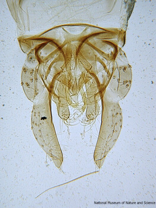 Images | Type Specimen Database