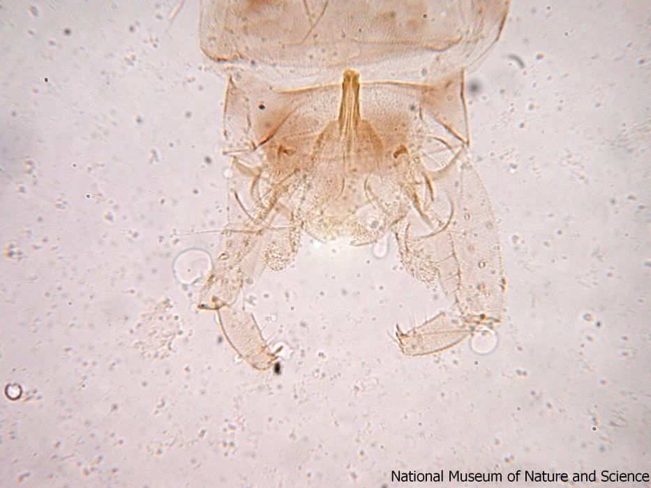 Images | Type Specimen Database