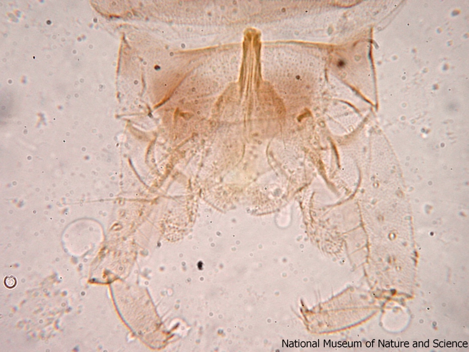 Images | Type Specimen Database