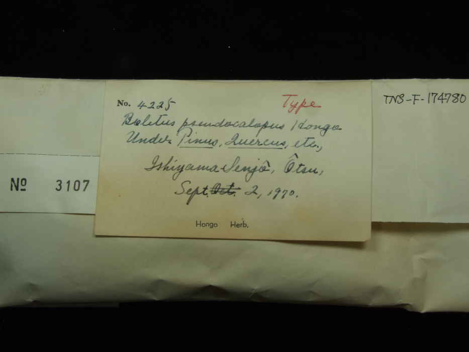 Images | Type Specimen Database