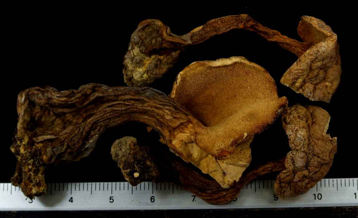 Images | Type Specimen Database