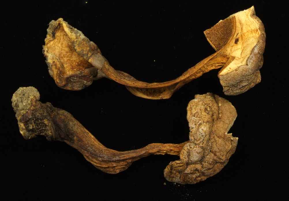 Images | Type Specimen Database