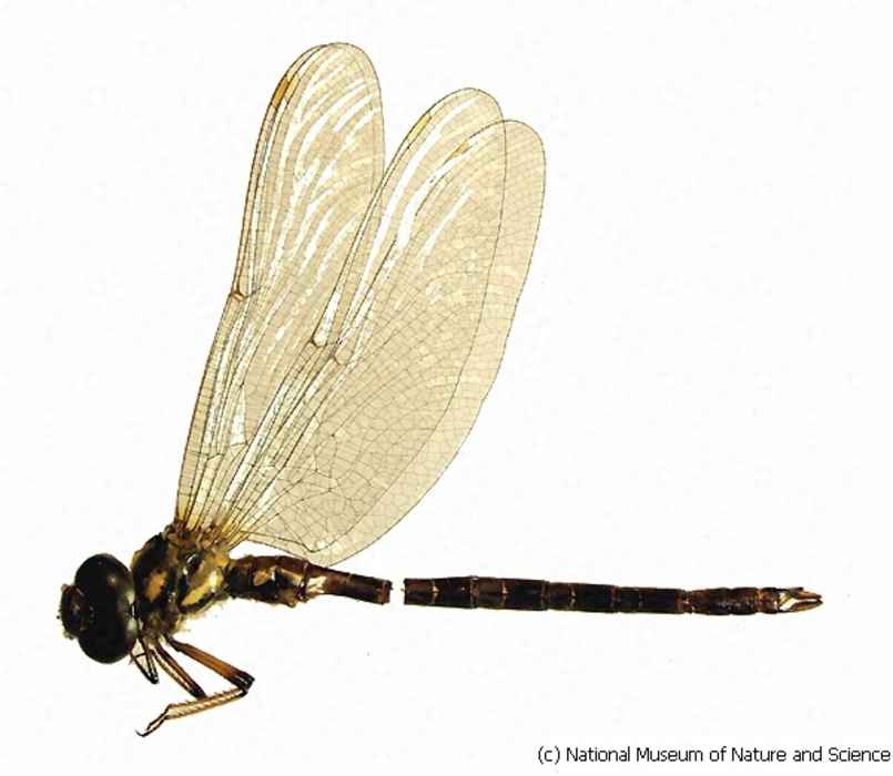 Images | Type Specimen Database